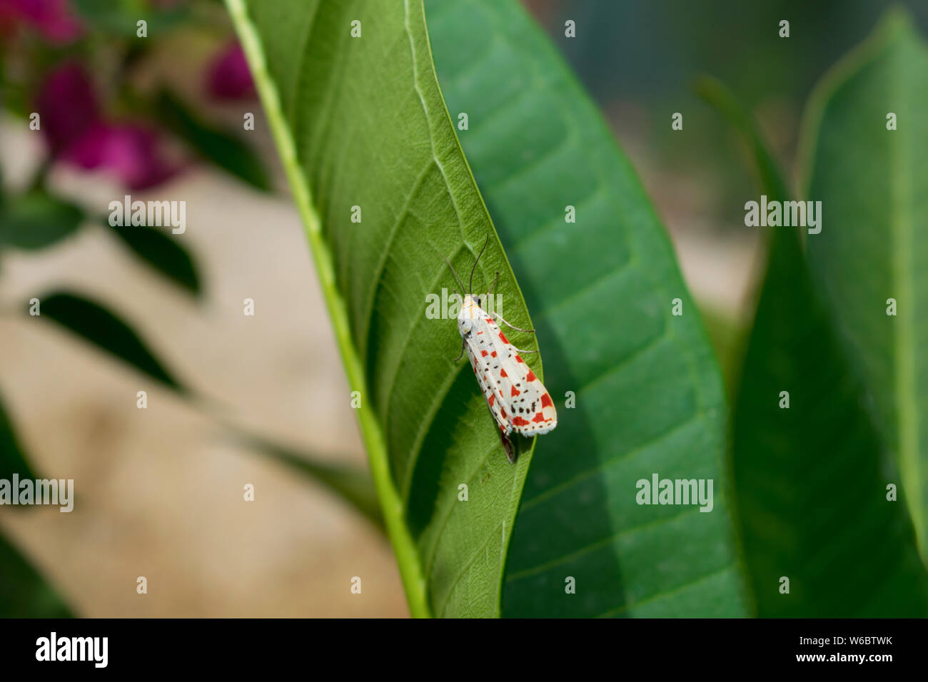Black moth with red spots hi-res stock photography and images - Alamy