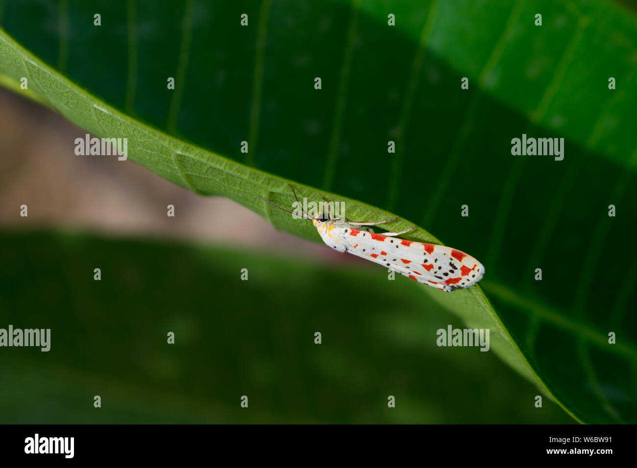 Black moth with red spots hi-res stock photography and images - Alamy