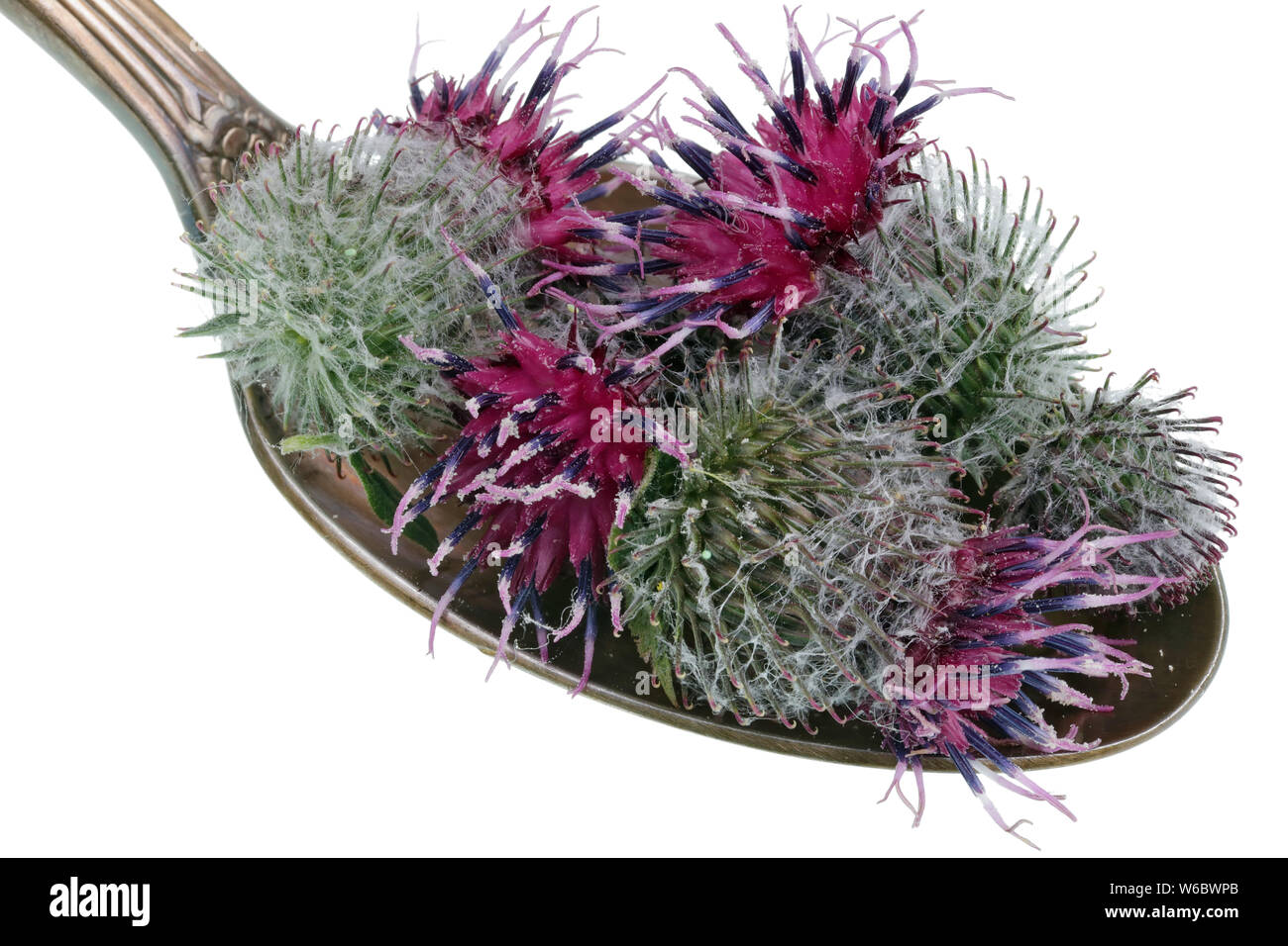 Tangled white plant hi-res stock photography and images - Alamy