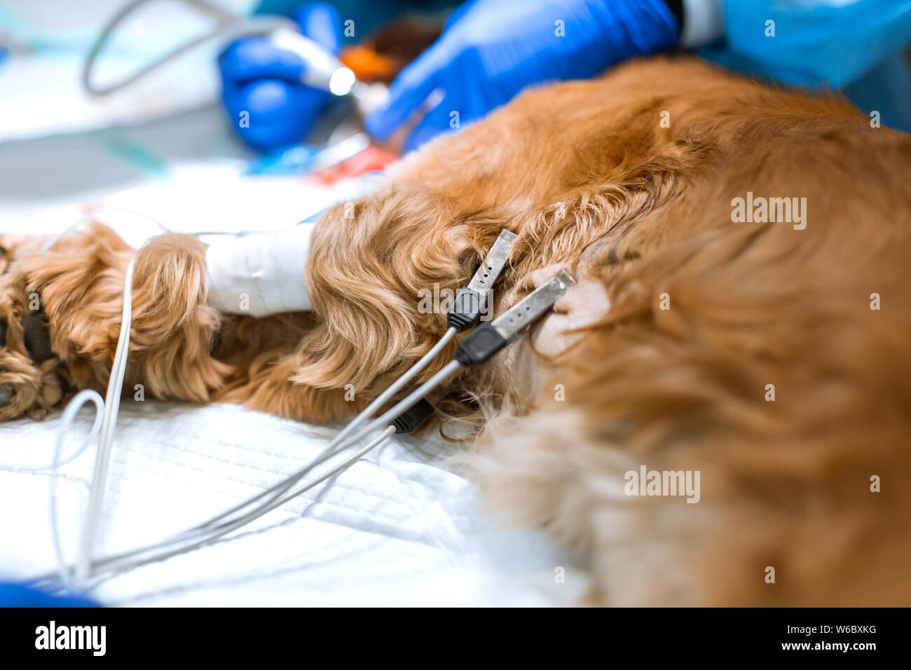 A dog with pulse sensors and an ecg with a catheter in its paw is lying ...