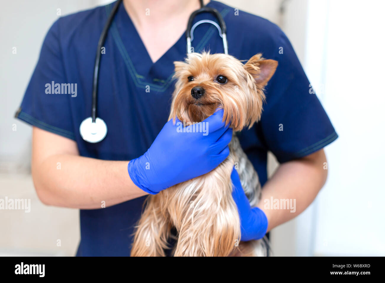 Professional vet doctor examines a small dog breed Yorkshire Terrier ...