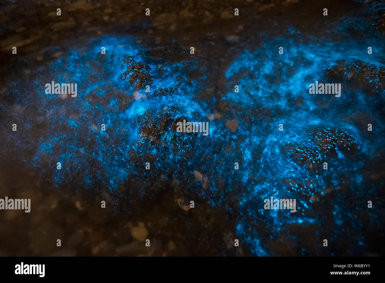 An algal bloom of dinoflagellate illuminates sea water glowing blue at ...