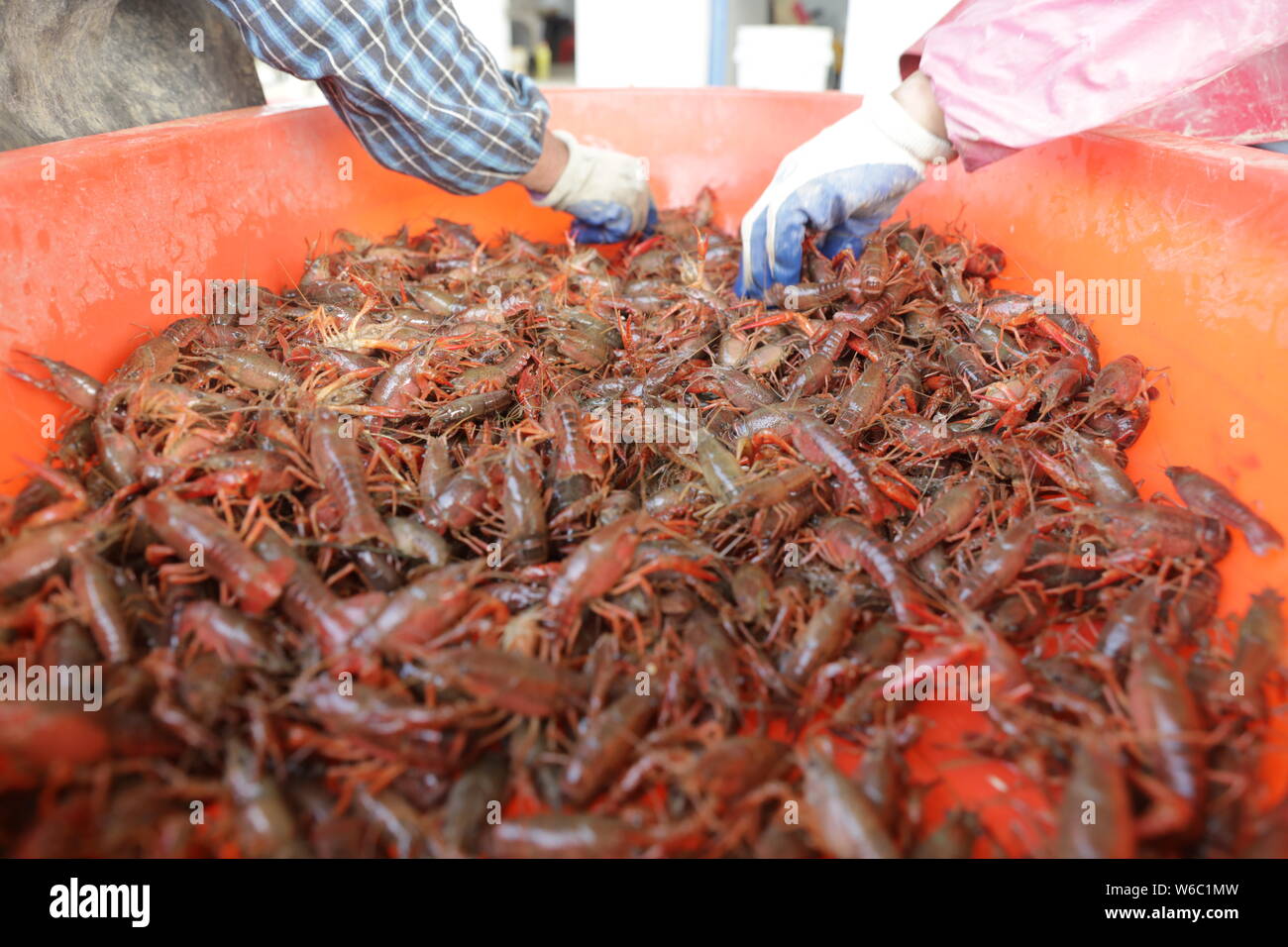 Pick regularly hi-res stock photography and images - Alamy