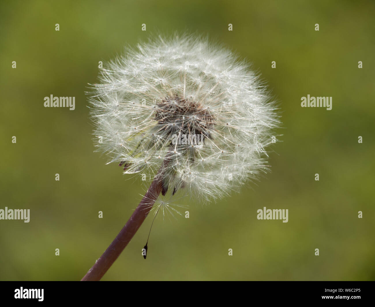 Dandelion with a single seed and pause falling, green background ...