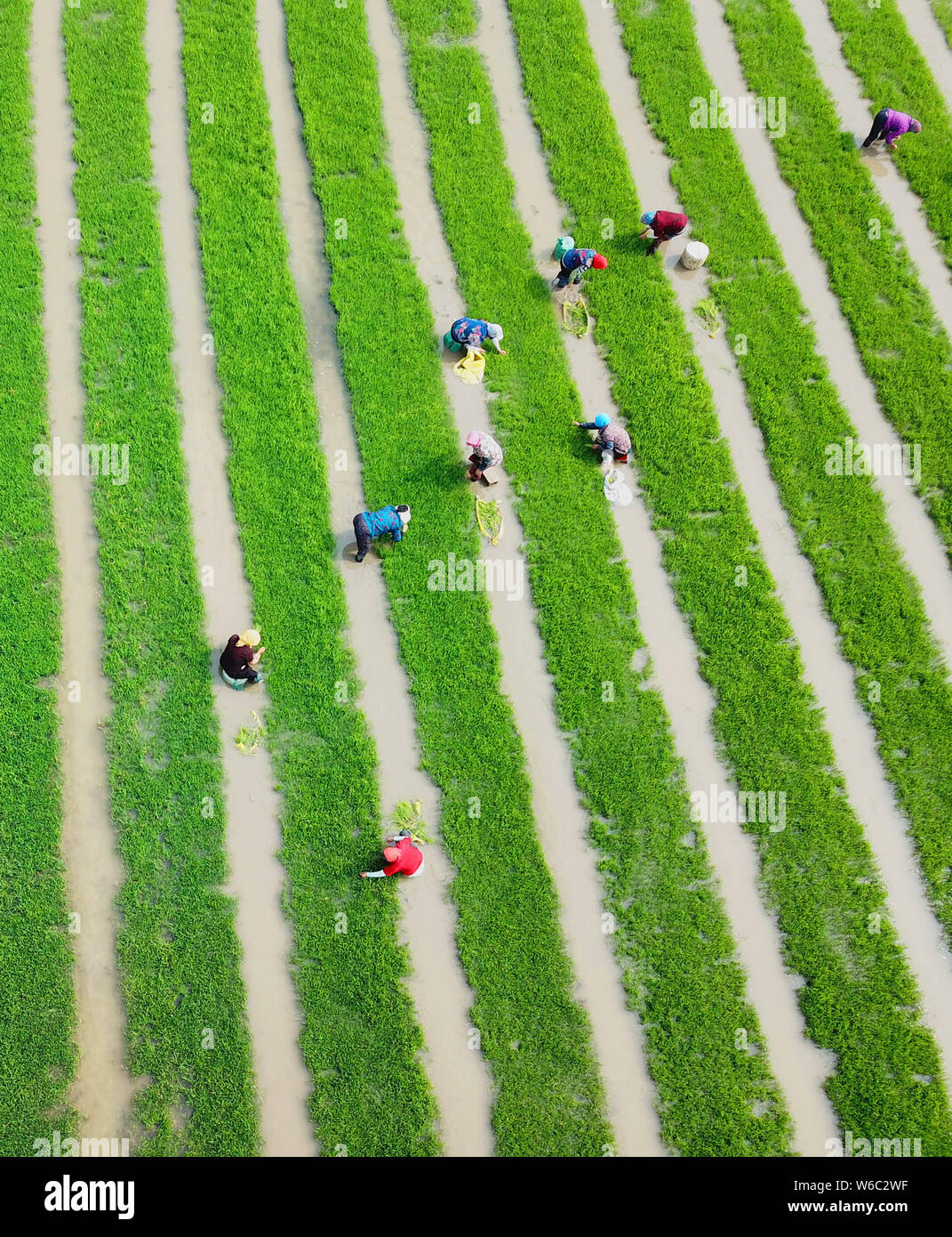 Rice weed china hi-res stock photography and images - Alamy