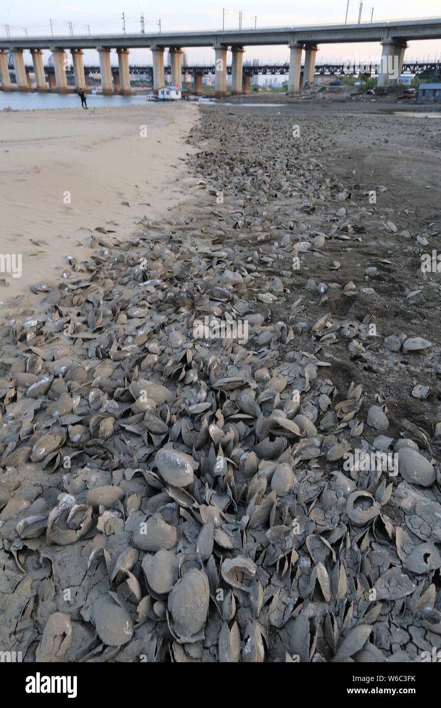 Dead clams hi-res stock photography and images - Alamy