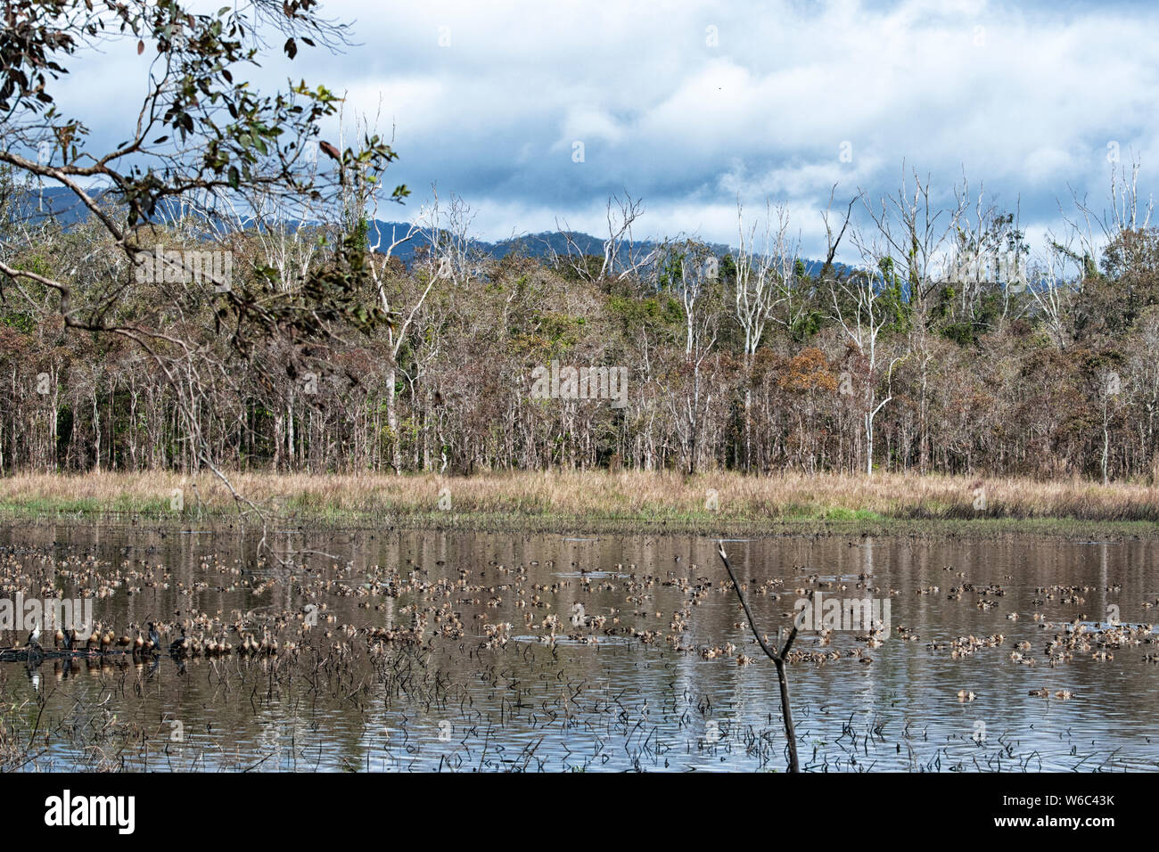Swamp duck hi-res stock photography and images - Alamy
