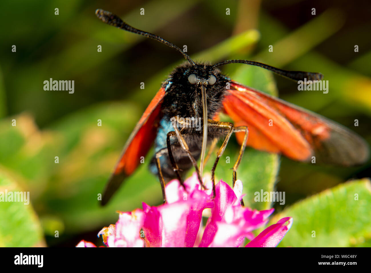 Burnet moth is a red and black butterfly Stock Photo - Alamy
