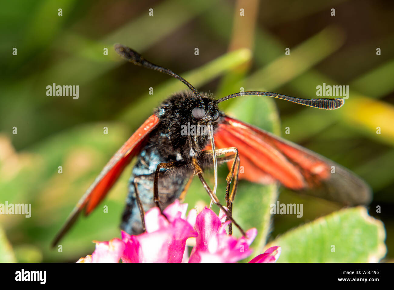 Cyanide moth hi-res stock photography and images - Alamy