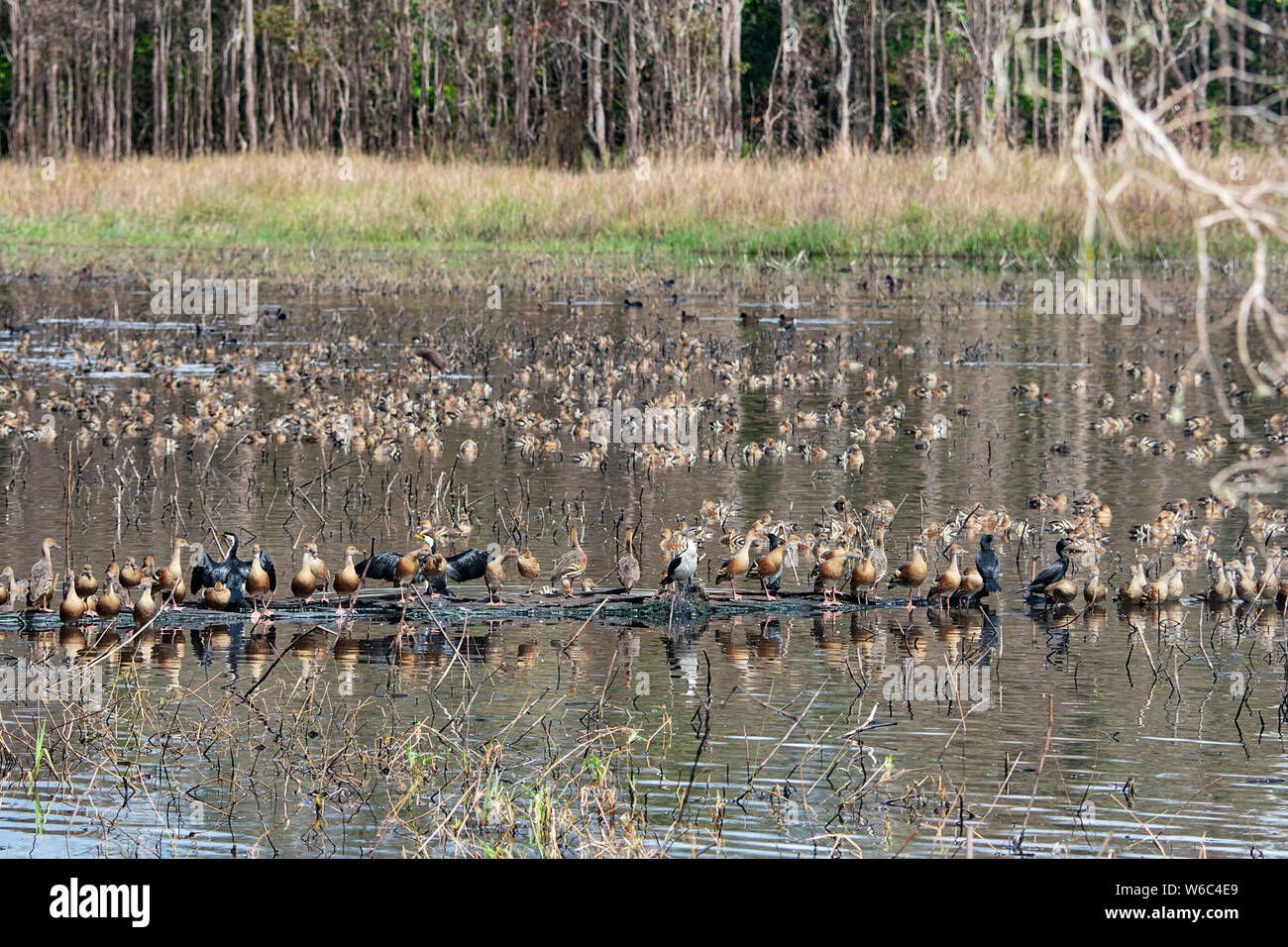 Plumed Whistling-ducks migration (Dendrocygna eytoni) at Hasties Swamp ...