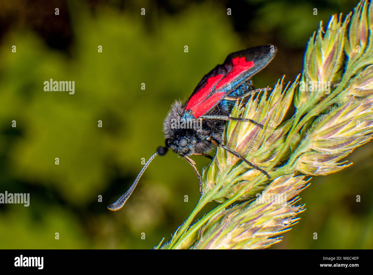 Cyanide moth hi-res stock photography and images - Alamy