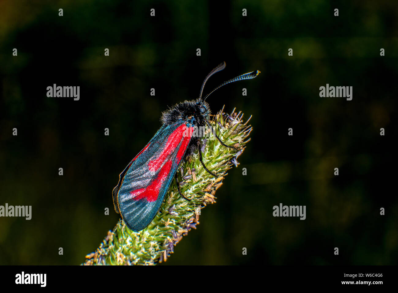 Cyanide moth hi-res stock photography and images - Alamy