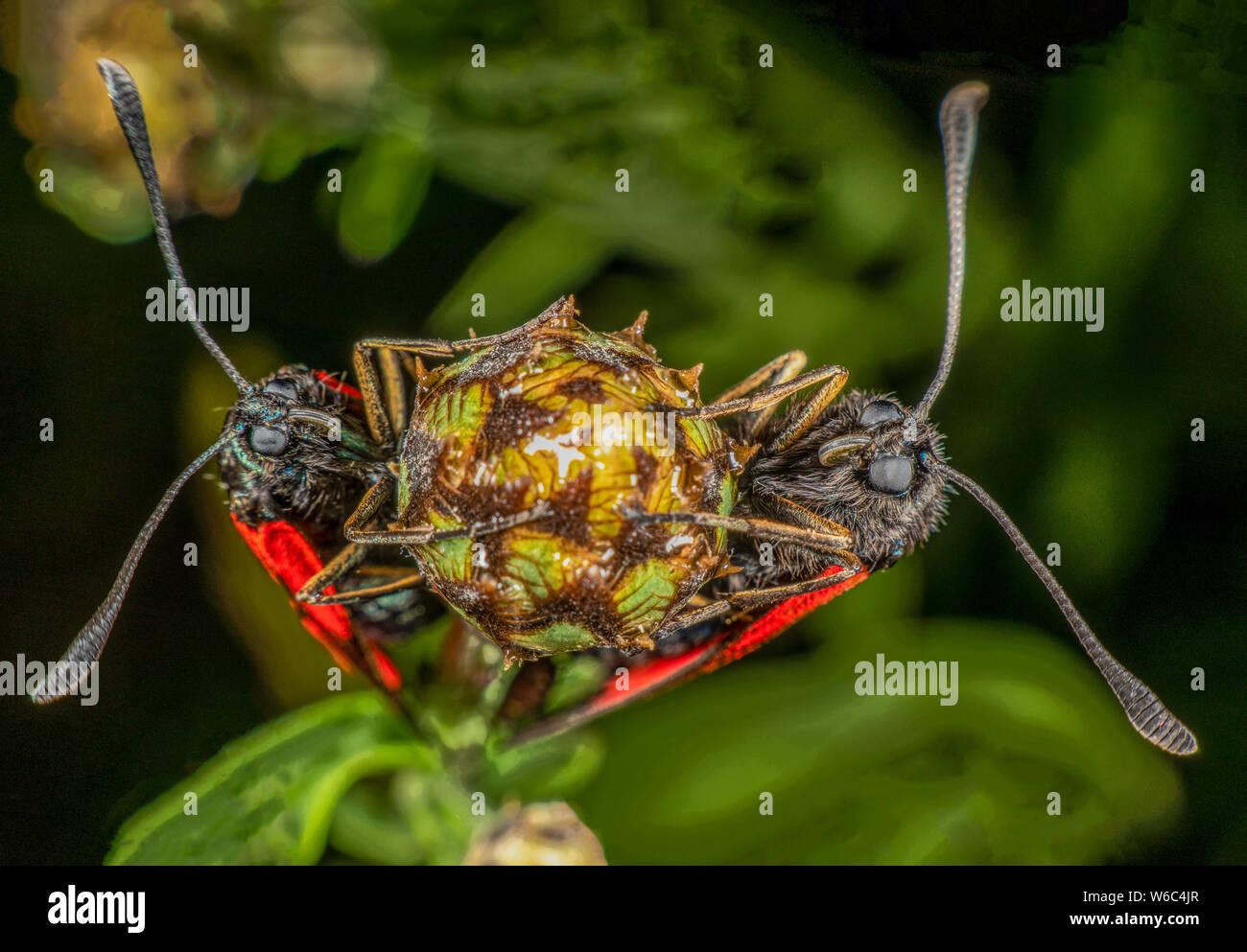 Burnet moth tongue hi-res stock photography and images - Alamy