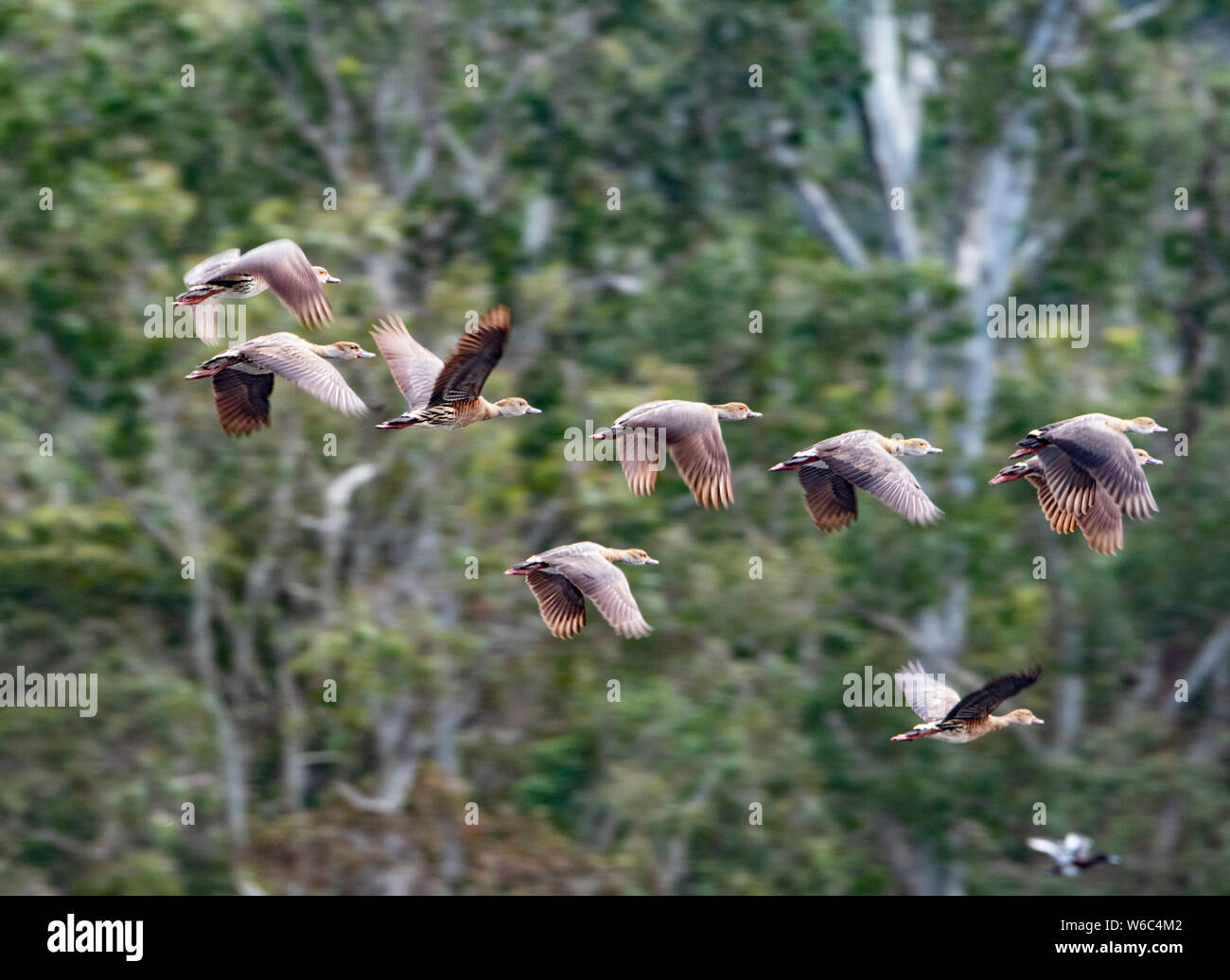 Swamp duck hi-res stock photography and images - Alamy