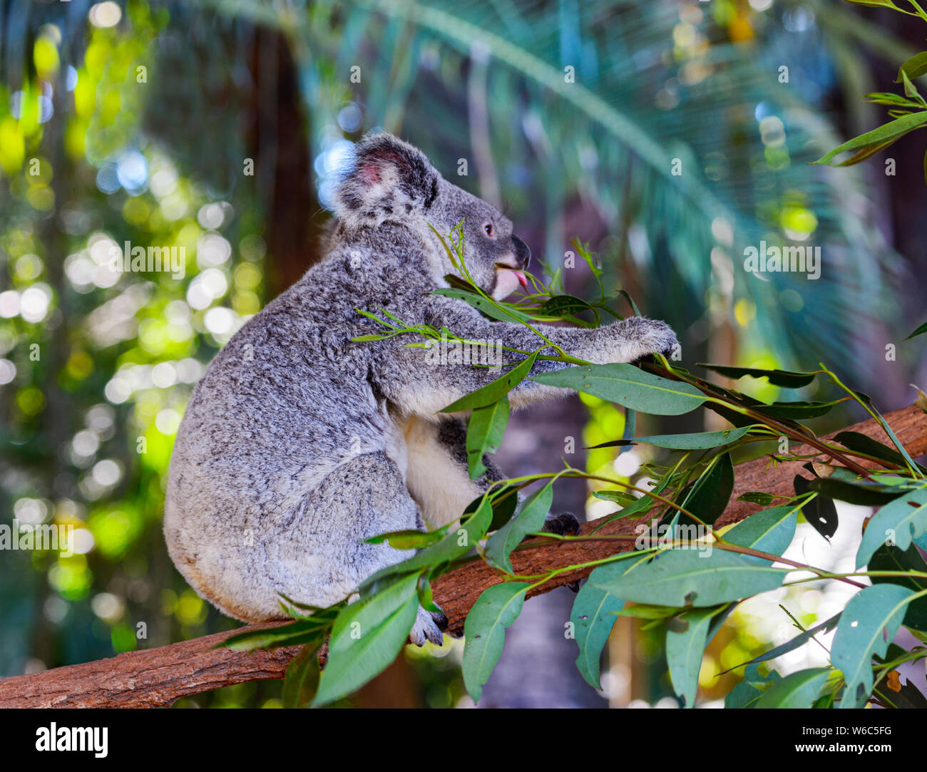 Australian native marsupials hi-res stock photography and images - Alamy