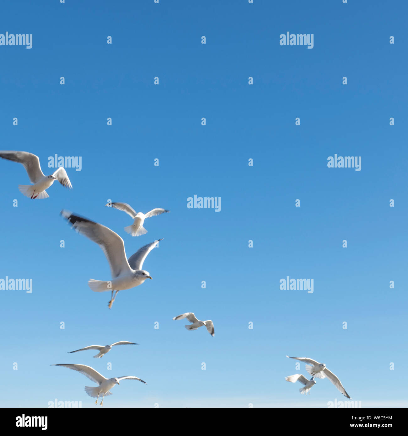 A flock of seagulls flying together in the sky on simple blue ...