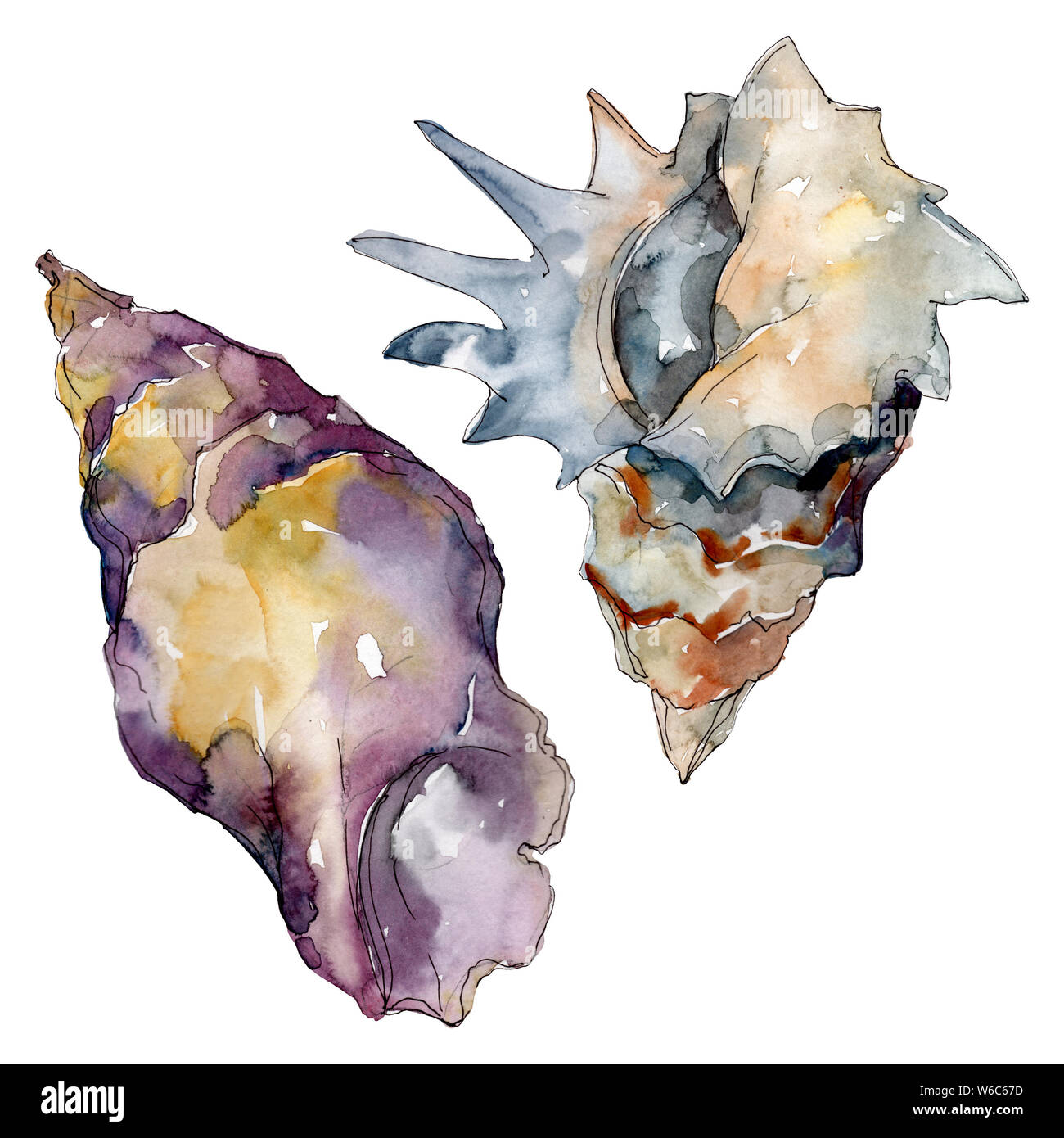 Summer beach seashell tropical elements. Watercolor background ...