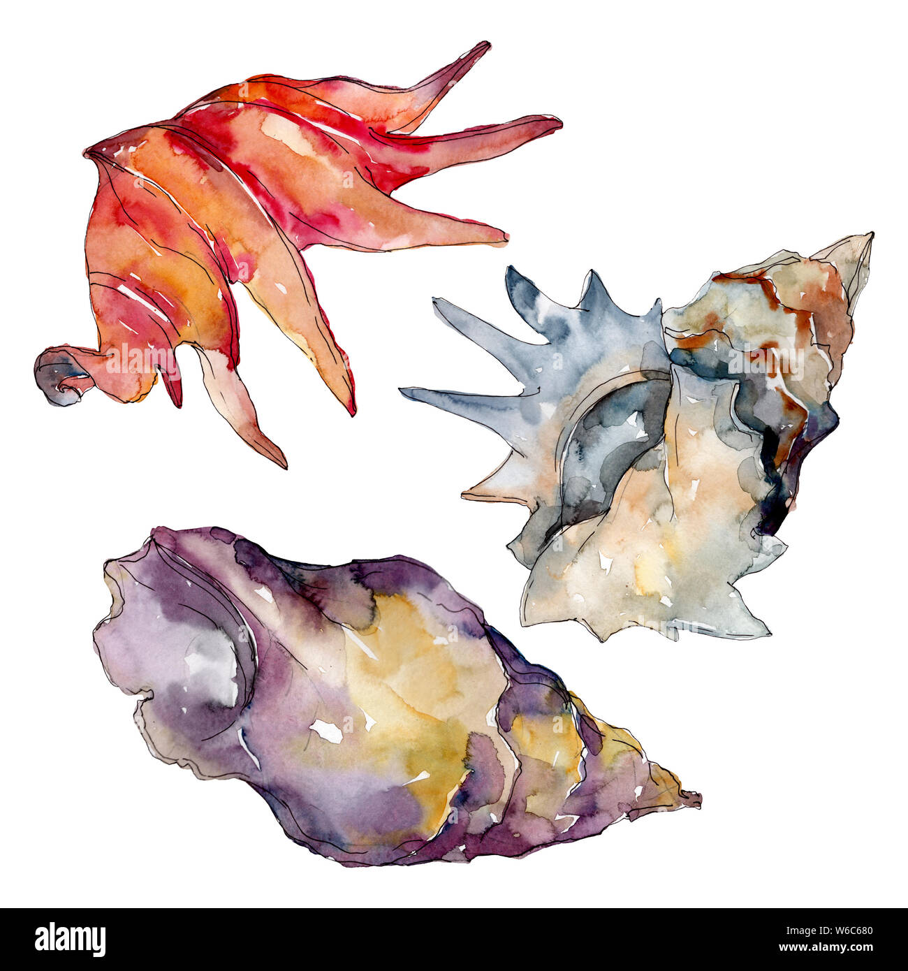 Summer beach seashell tropical elements. Watercolor background ...