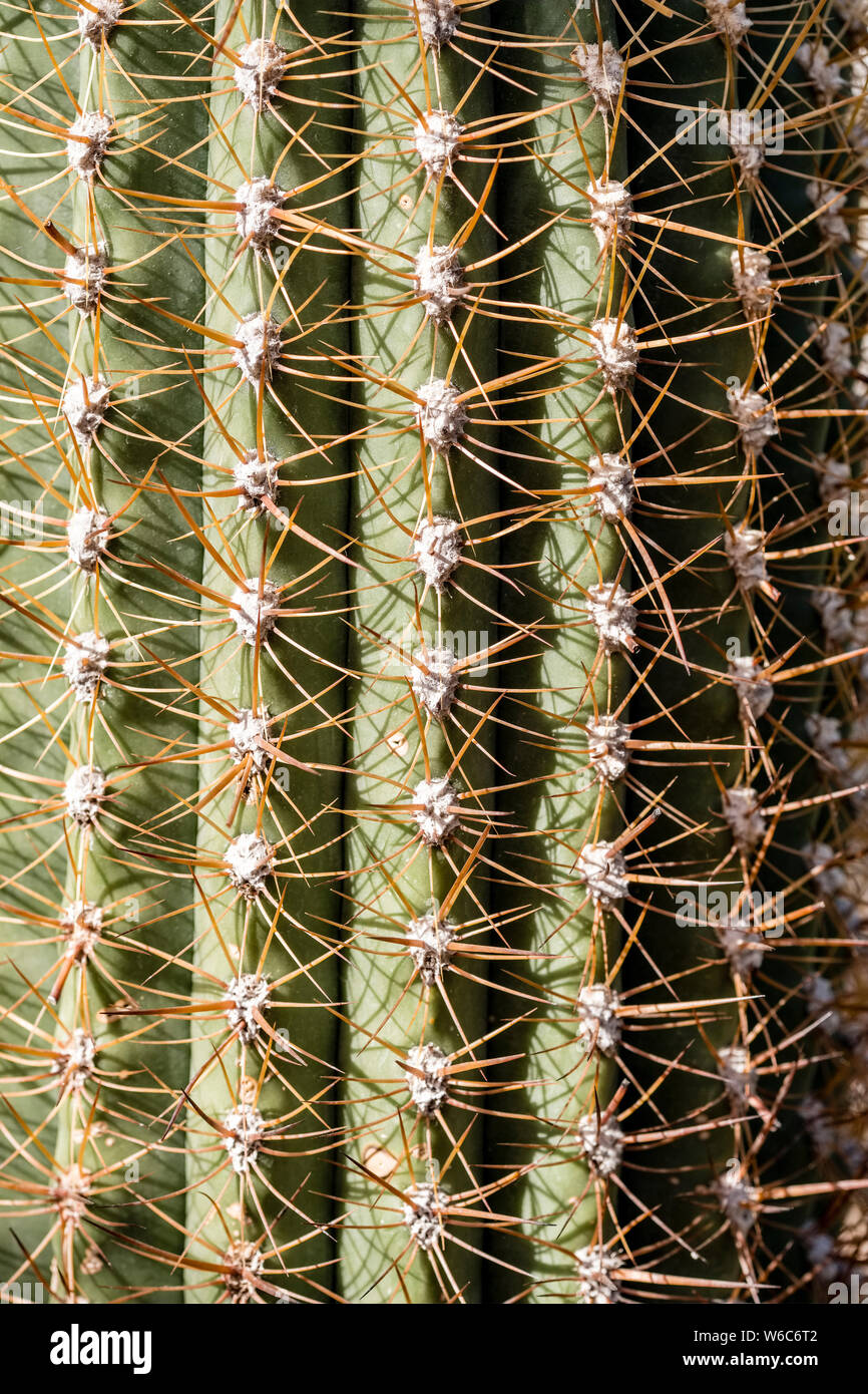 Very thorny cactus plants hi-res stock photography and images - Alamy