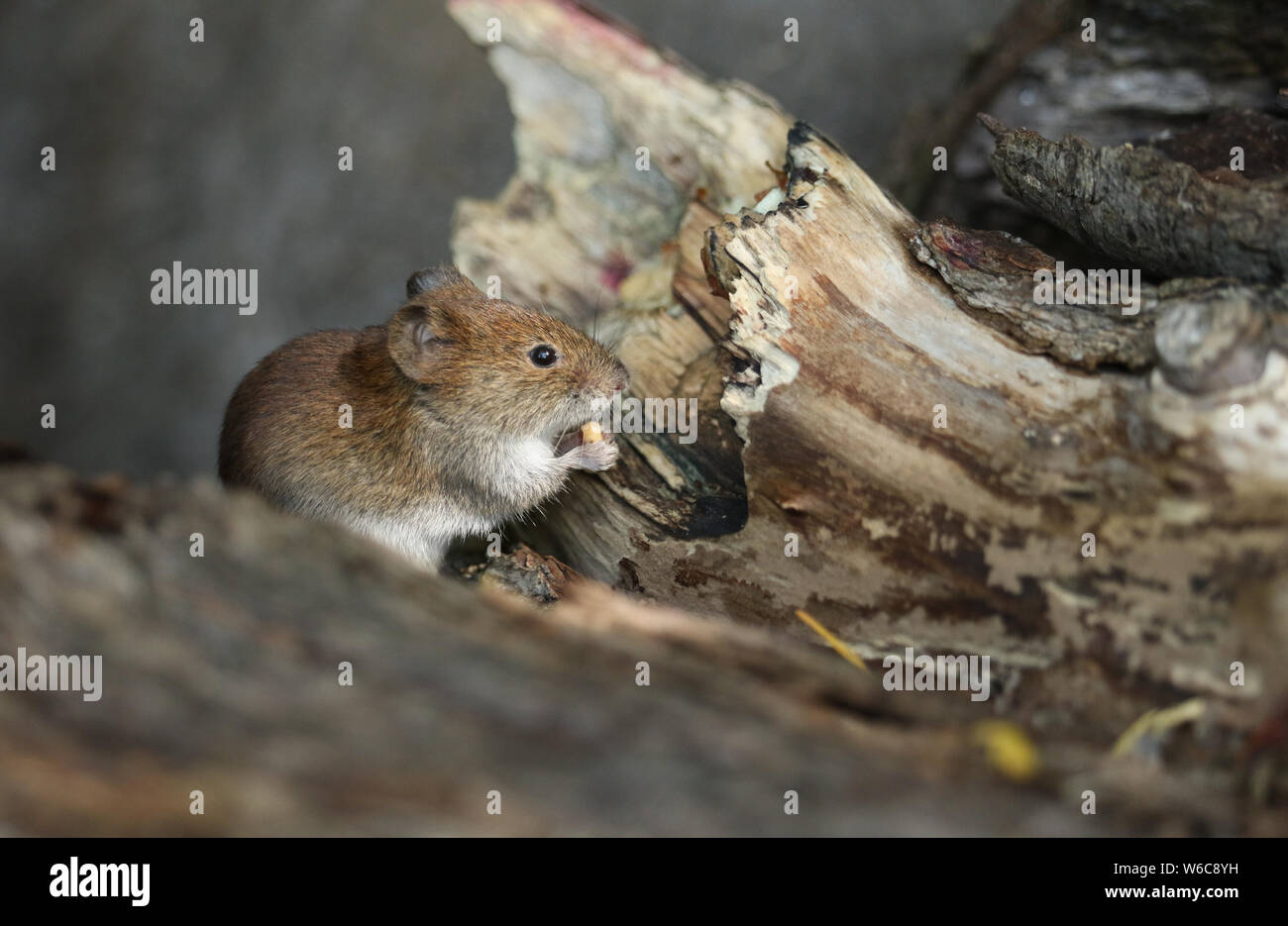 A cute wild Bank Vole, Myodes glareolus eating a nut sitting on a log ...