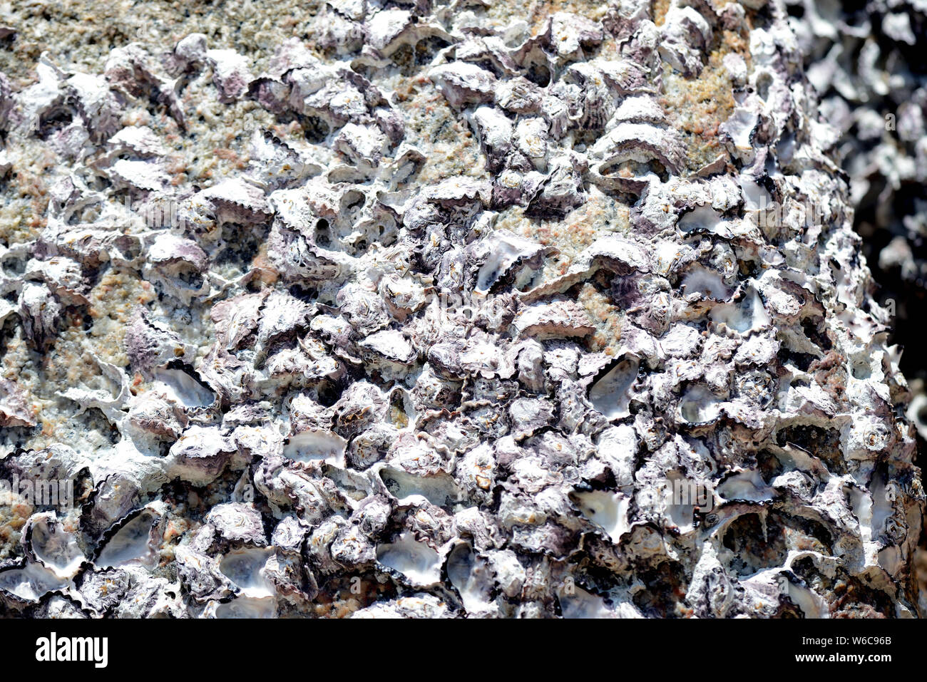 Stone with seashells close up. Natural abstract background Stock Photo ...