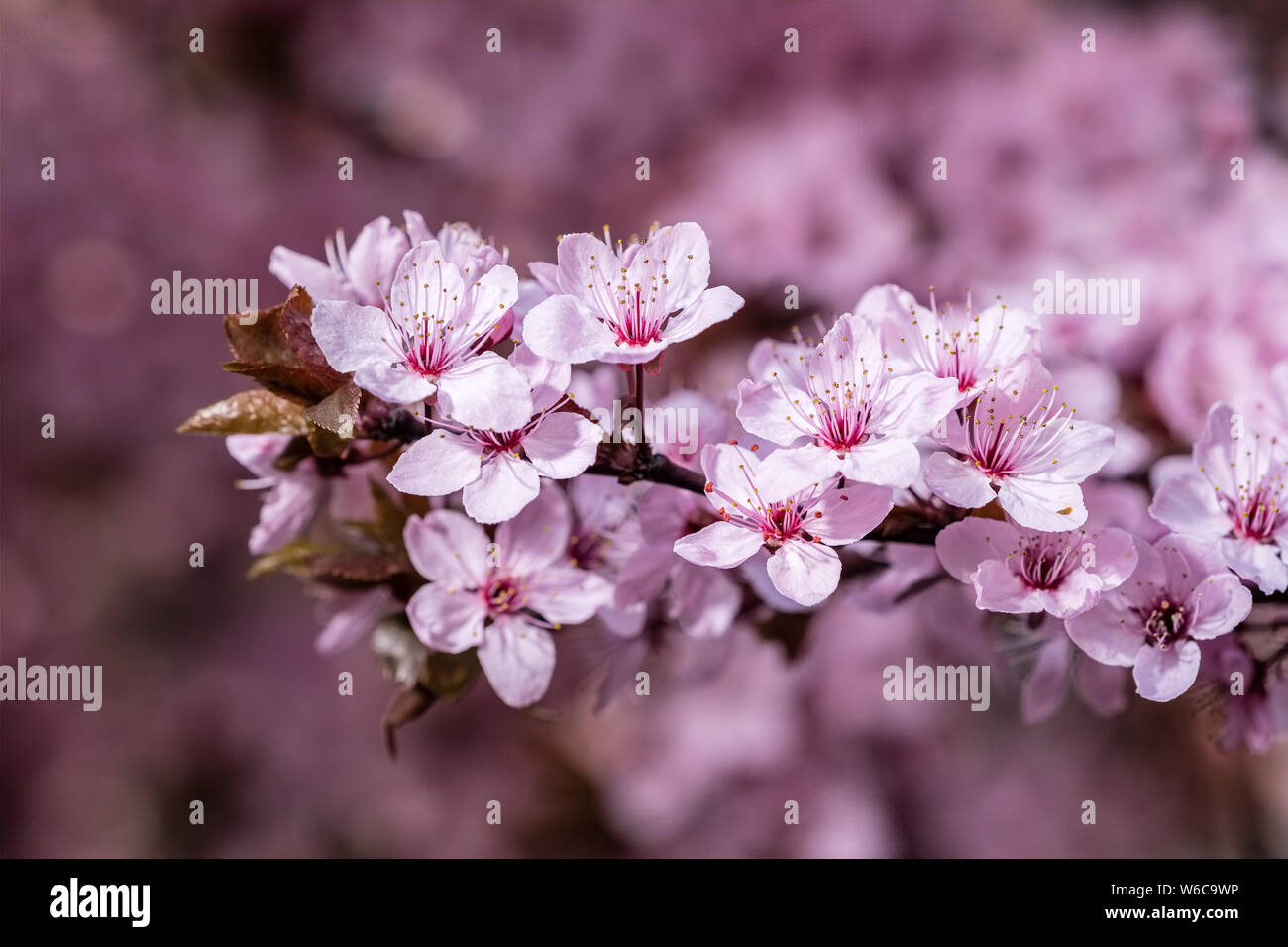 Pink blossoms of a Kanhizakura japanese cherry tree (Prunus campanulata ...
