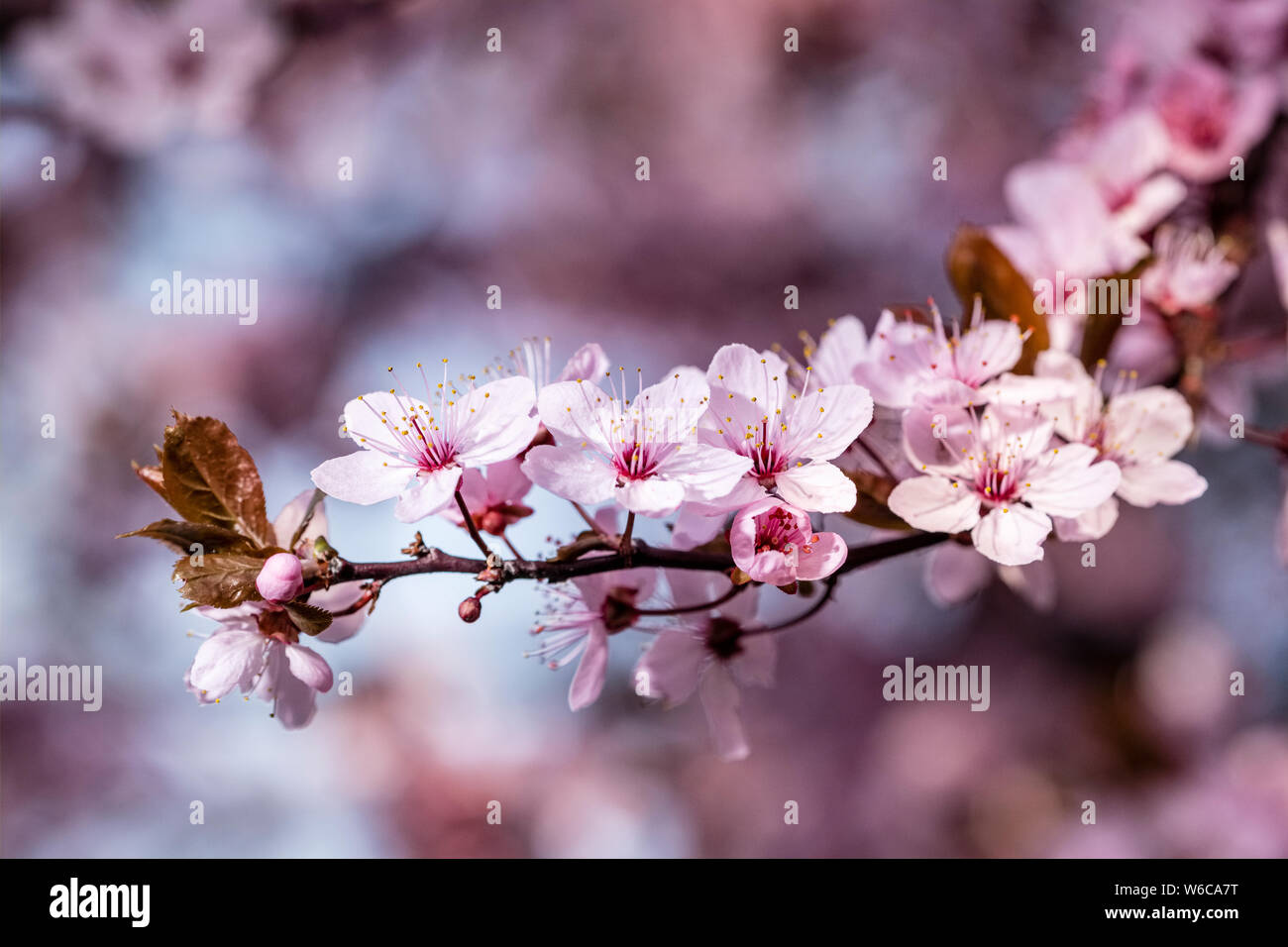 Pink blossoms of a Kanhizakura japanese cherry tree (Prunus campanulata ...