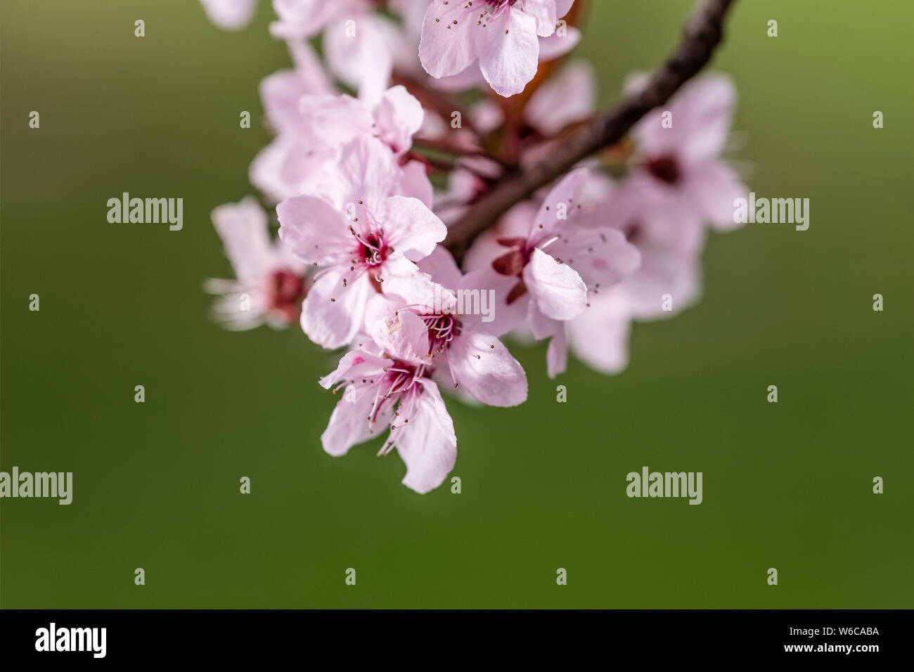 Pink blossoms of a Kanhizakura japanese cherry tree (Prunus campanulata ...