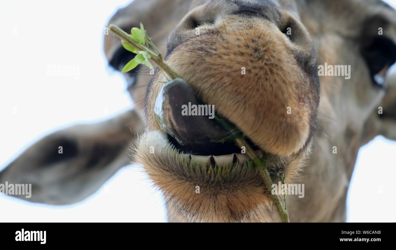 Giraffe. Making a funny face as he chews. The concept of animals in the ...
