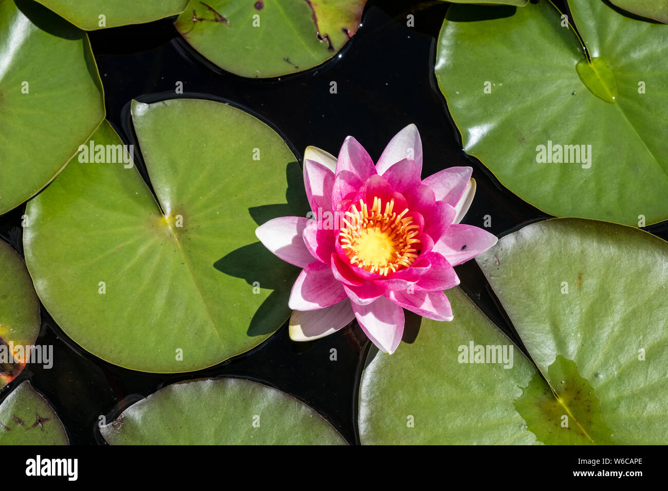 A blooming water lily (Nymphaea) between green leaves in a small lake ...