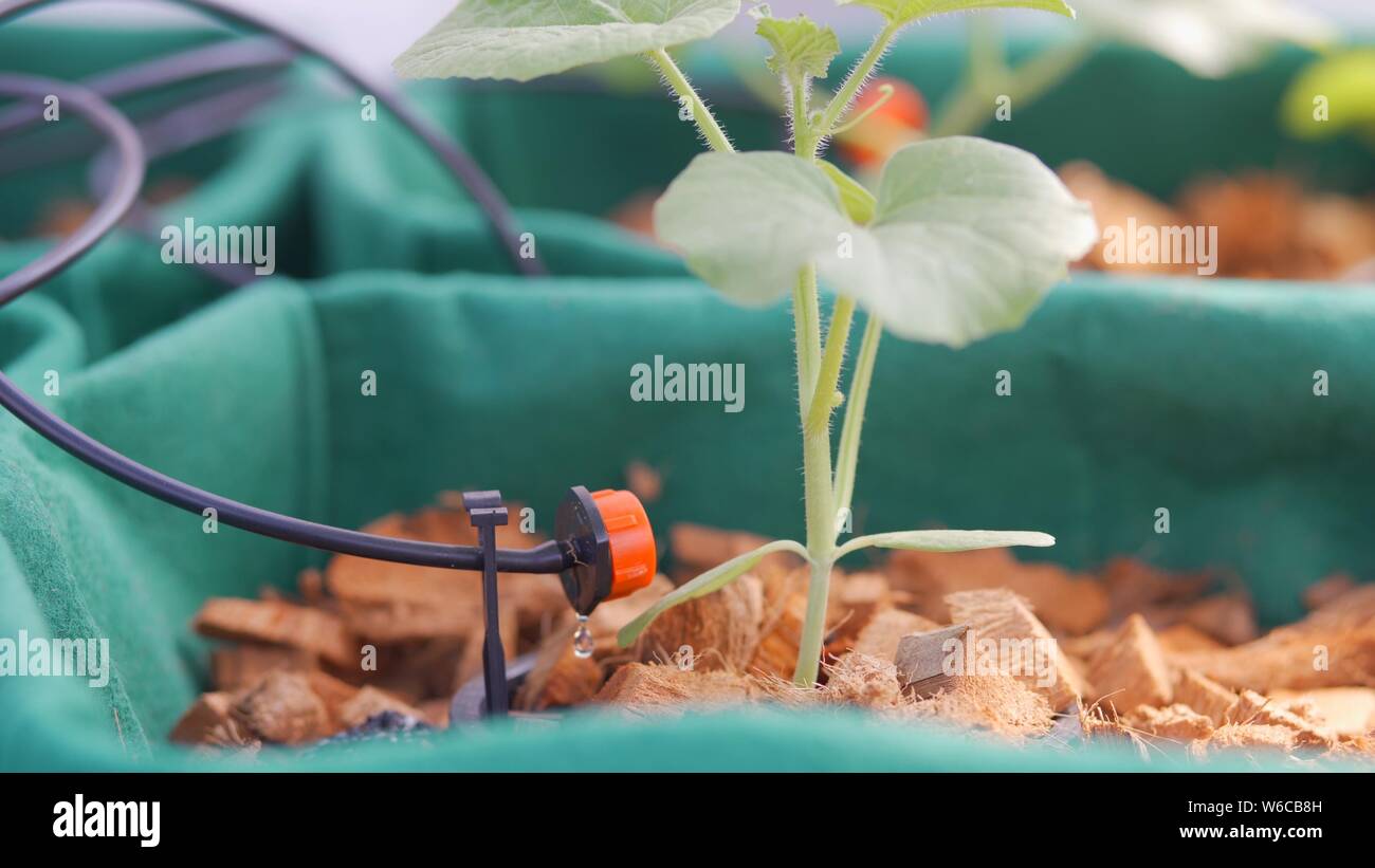 Automatic irrigation system for flowers in the garden Stock Photo - Alamy