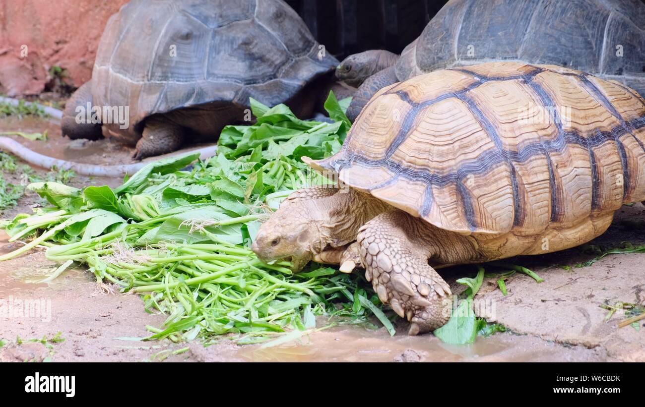 Galapagos tortoise. Big turtle. The concept of animals in the zoo Stock ...