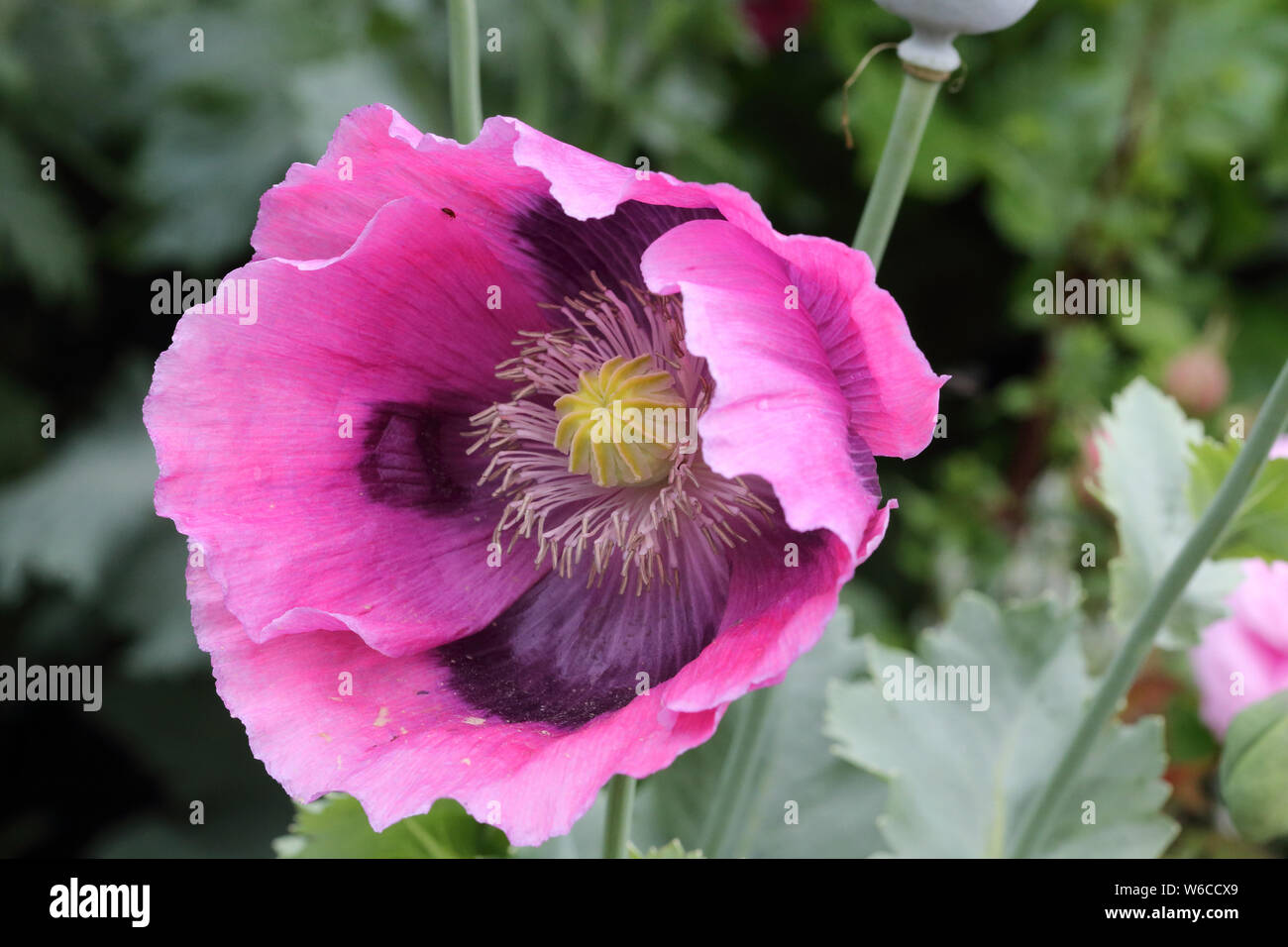 Single open flower head of a Papaveracecae - poppy Stock Photo - Alamy