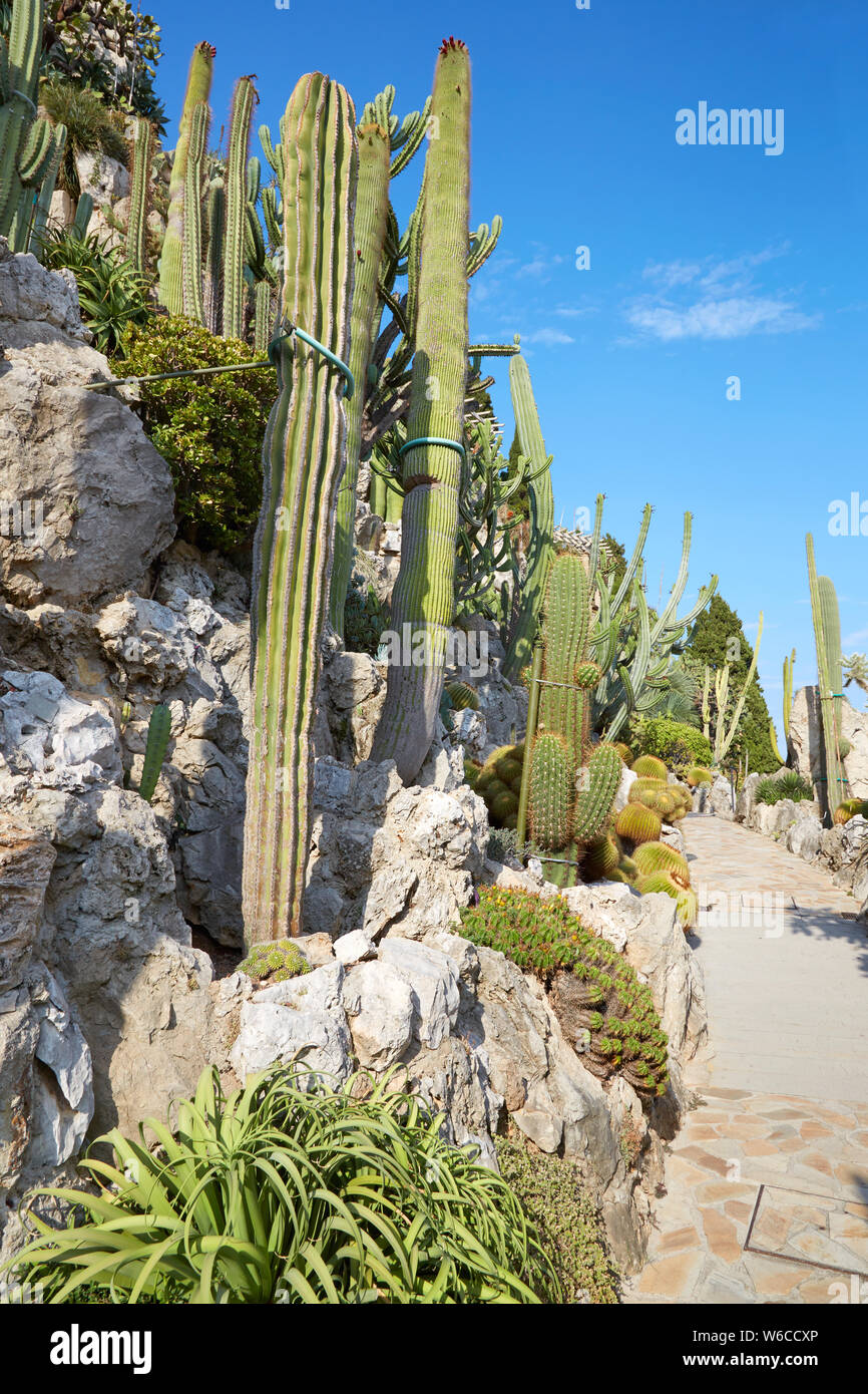 Cactus garden monaco monte carlo hi-res stock photography and images ...