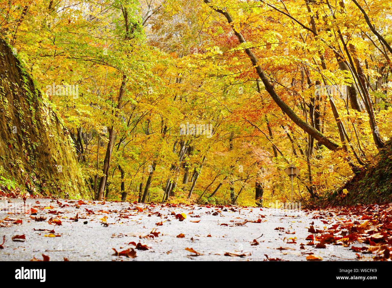Beautiful view of yellow Japanese beech forest (Bunabayashi) during ...
