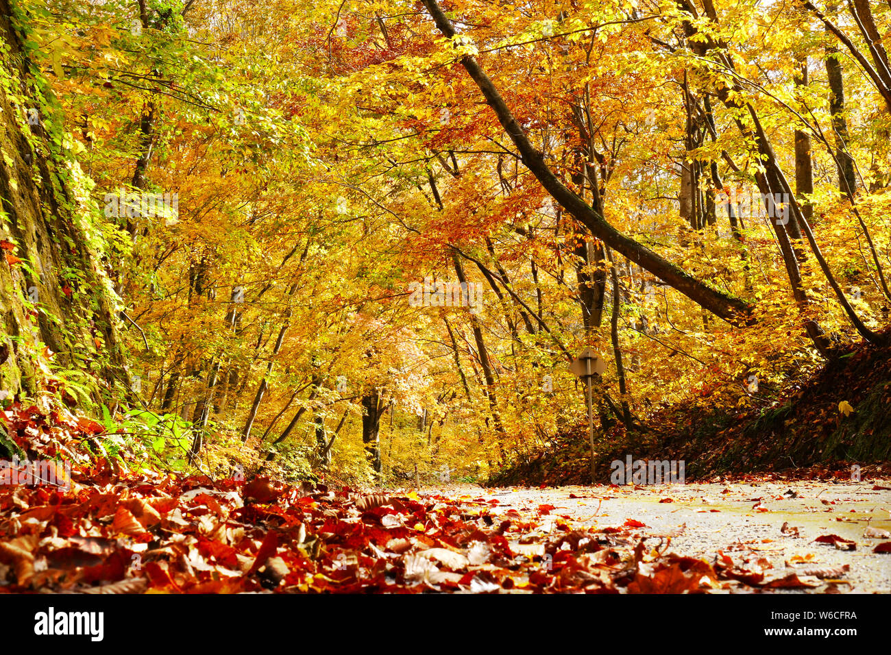 Beautiful view of yellow Japanese beech forest (Bunabayashi) during ...