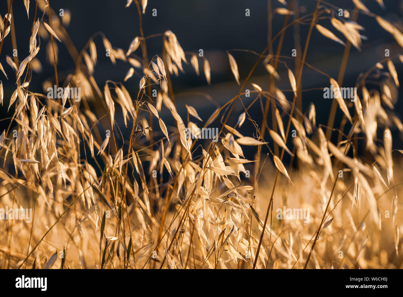 Dry Oat grass shining on the sunset light; Oat grass is considered ...