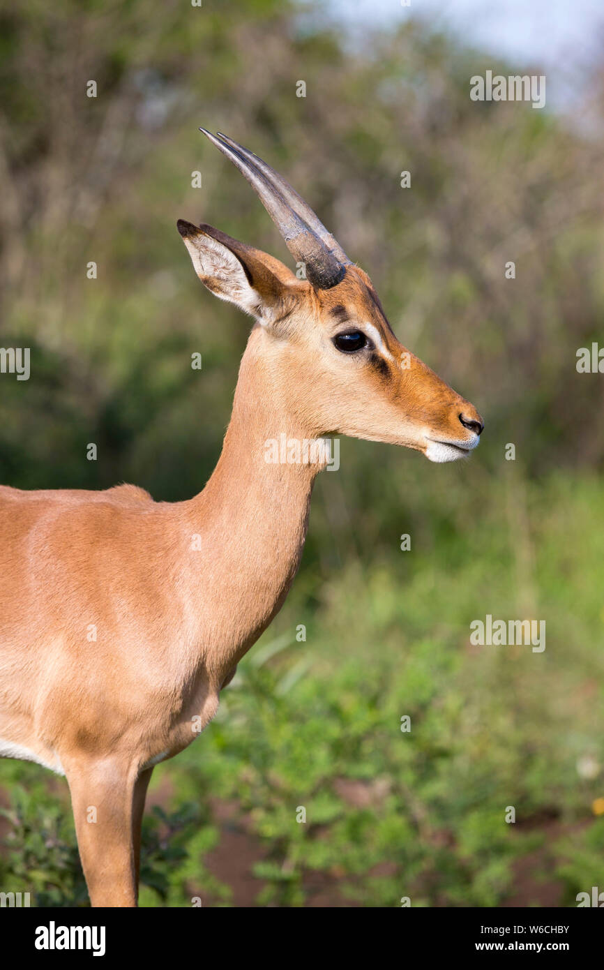 Impala picture hi-res stock photography and images - Alamy