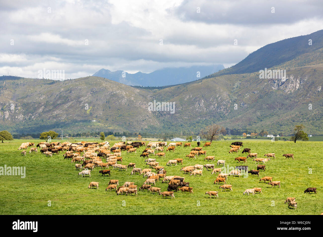 South Africa, Eastern Cape: cows, cattle near Wilderness Stock Photo ...