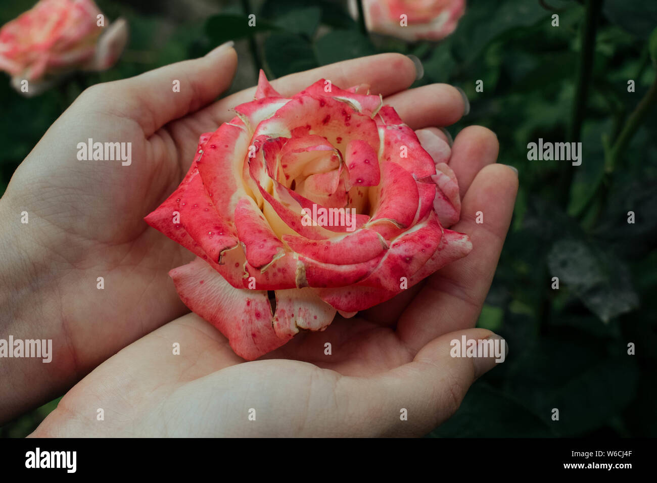 Female hands hold blooming roses. A garden in which a rose blooms ...