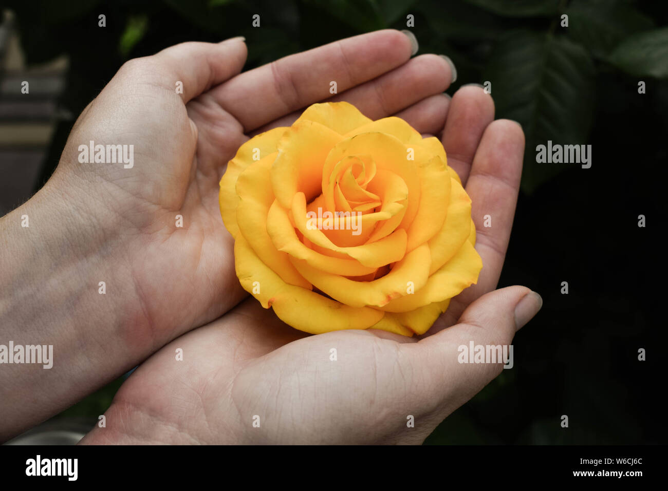 Female hands hold blooming roses. A garden in which a rose blooms ...