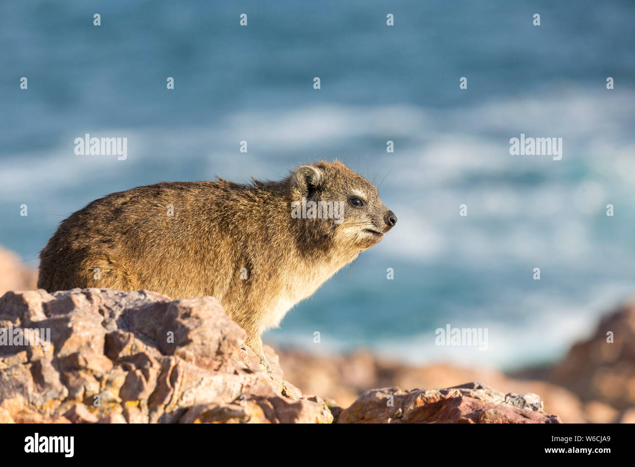Rock rabbits south africa hi-res stock photography and images - Alamy