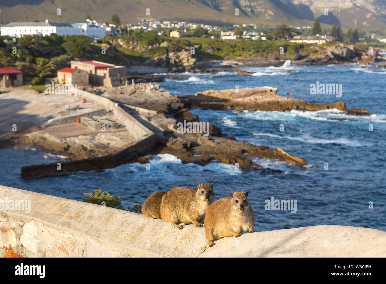Rock rabbits south africa hi-res stock photography and images - Alamy