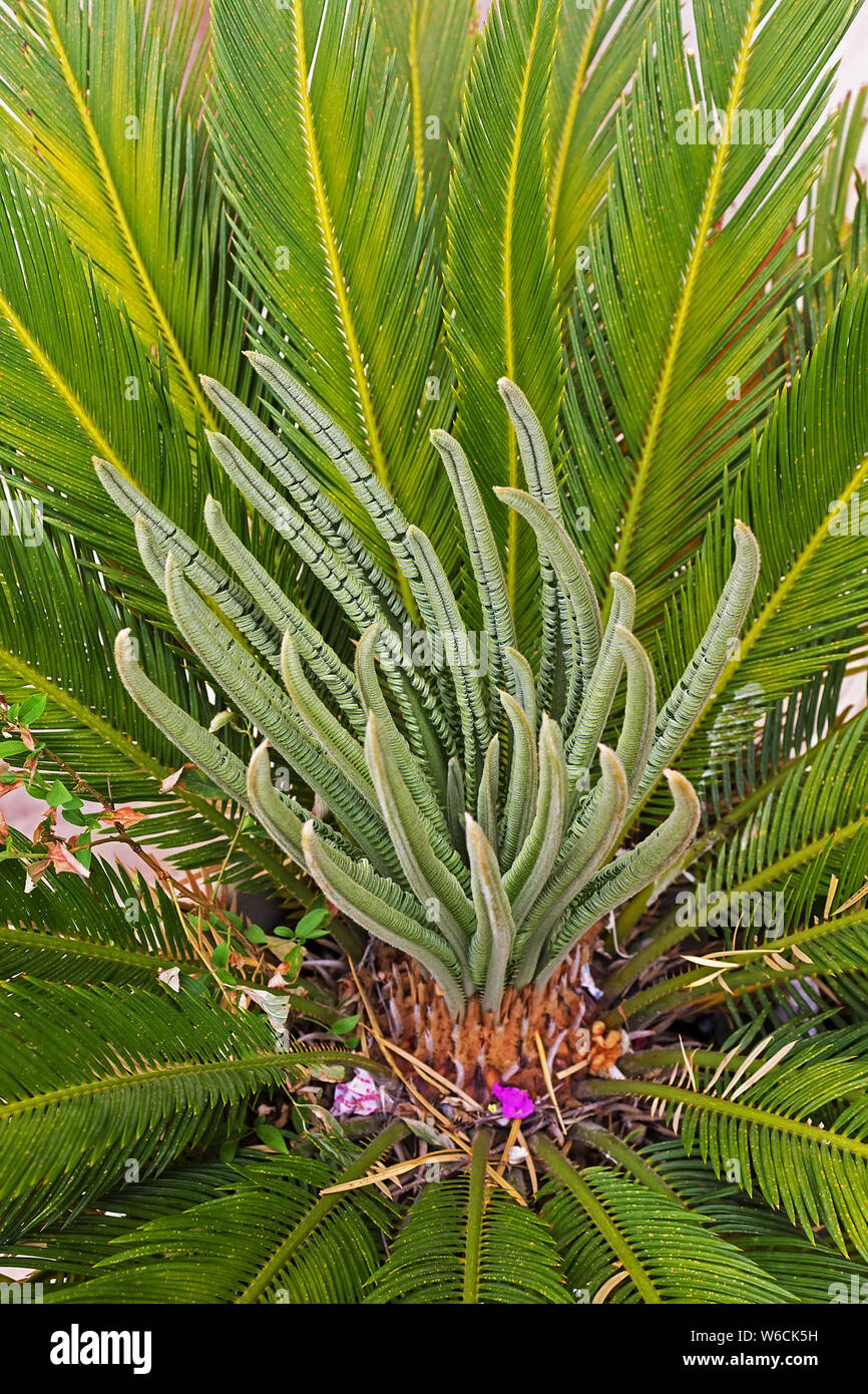 Date palm flower in hot countries on the background of branches with ...