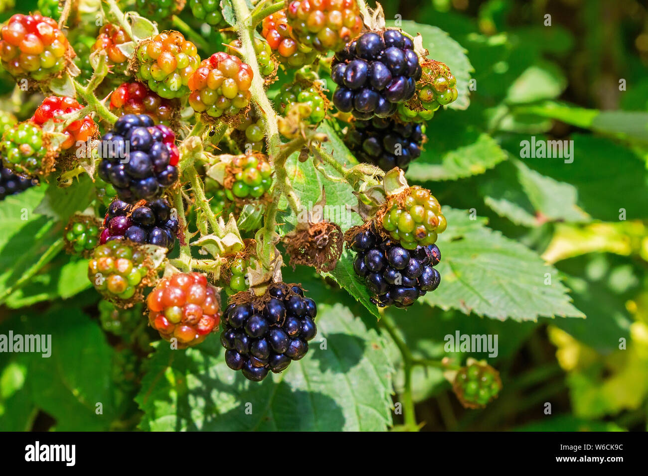 Wild berries of mature and not mature blackberries on the branch Stock ...