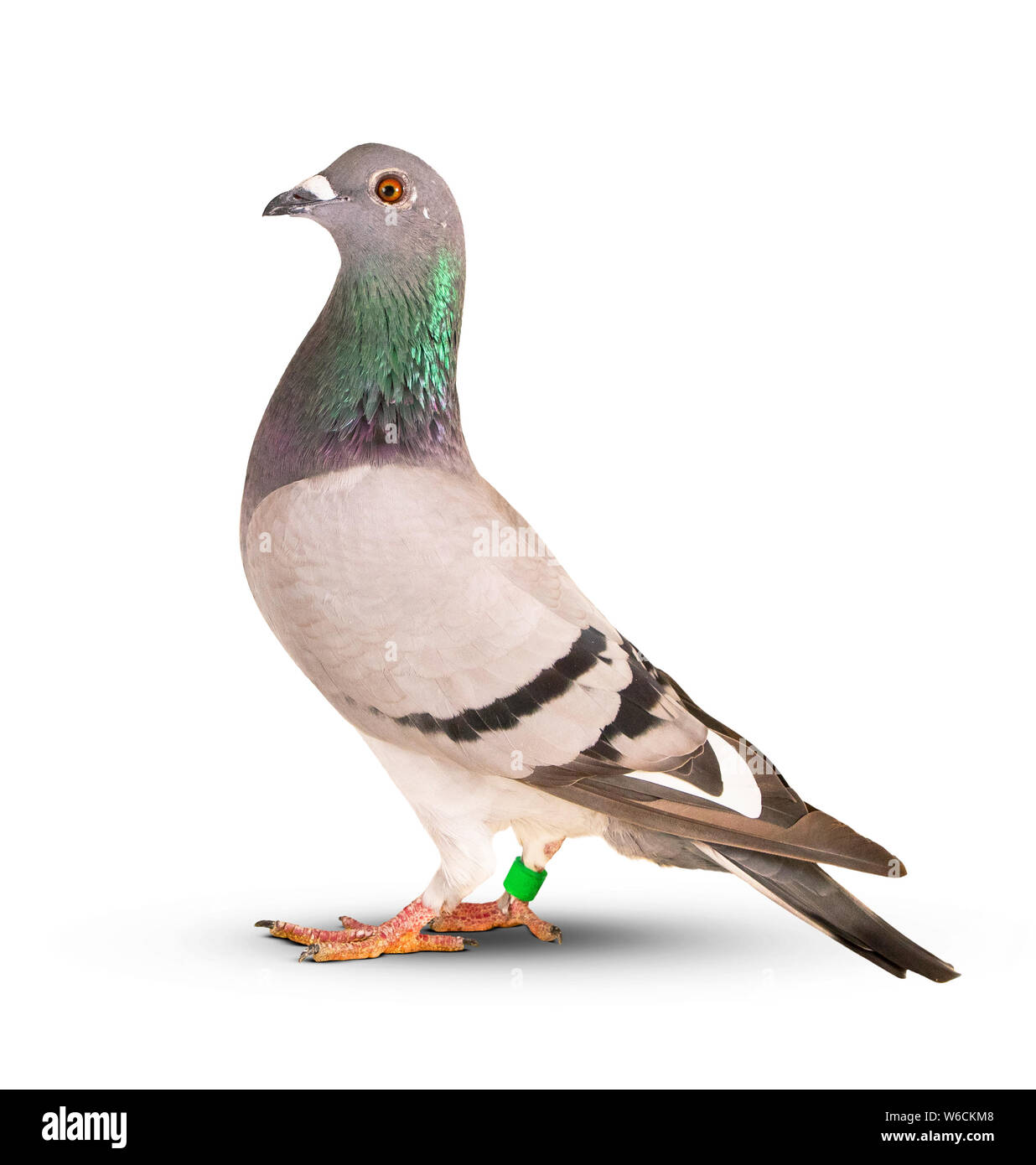 speed racing pigeon bird isolate white background Stock Photo - Alamy