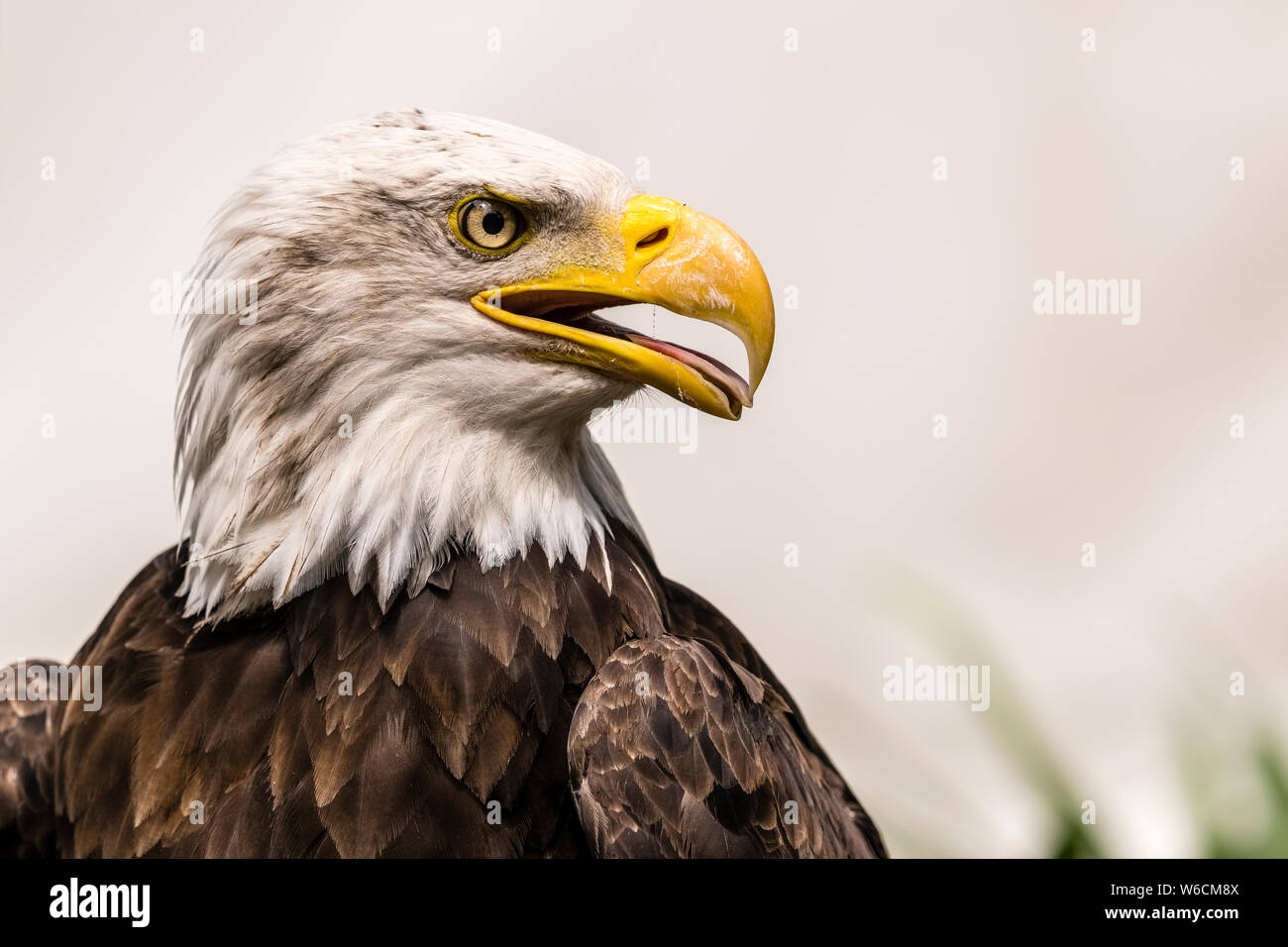 Bald eagle head close up beak hi-res stock photography and images - Alamy