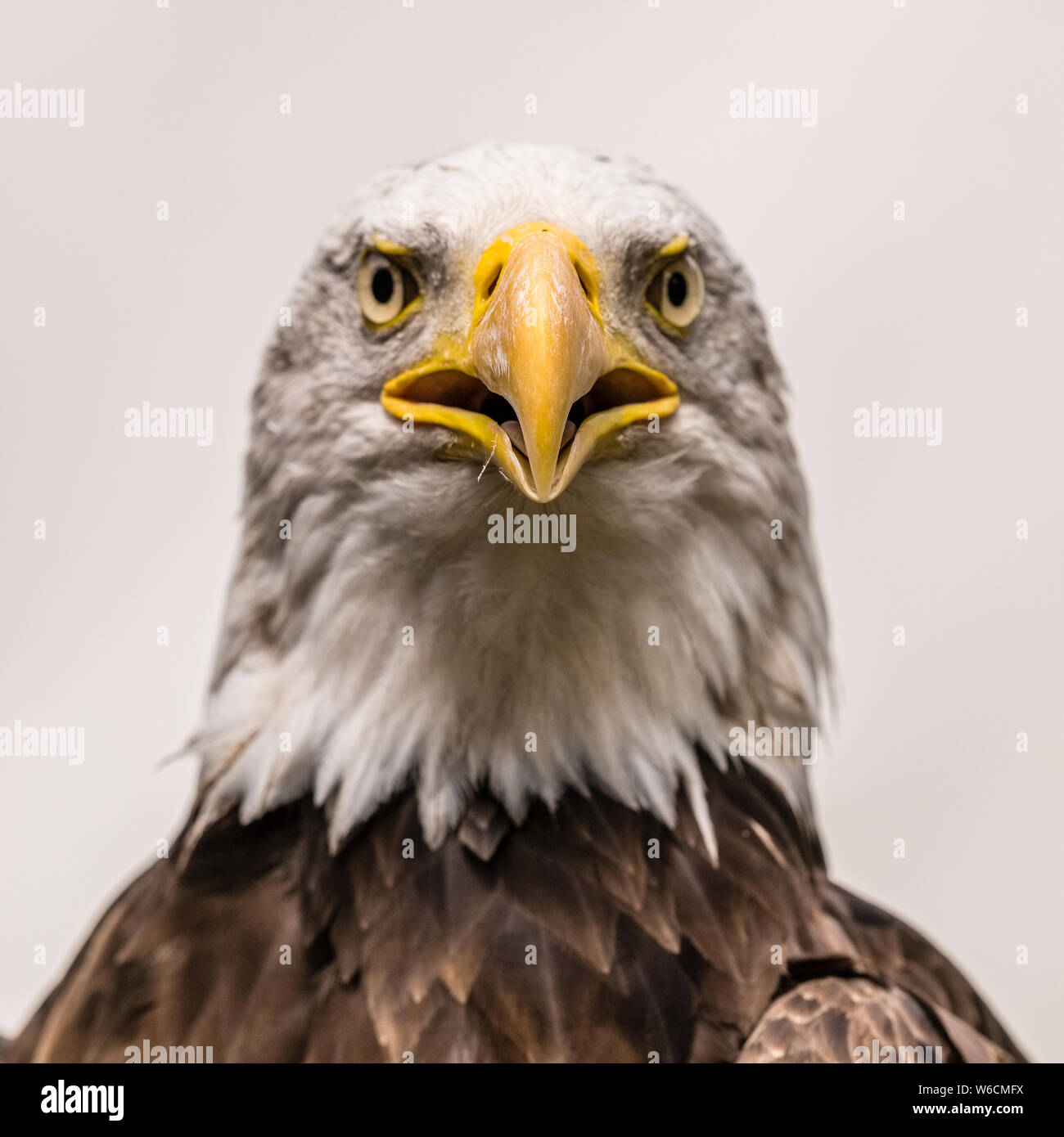 Bald eagle head close up beak hi-res stock photography and images - Alamy