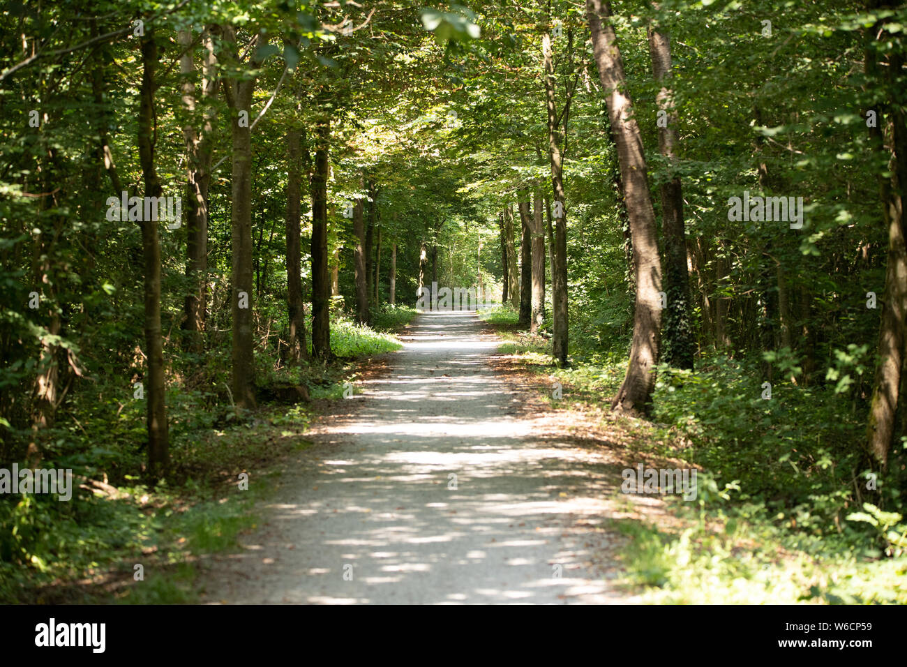 Image of straight foot path in a forest in sunlight Stock Photo - Alamy