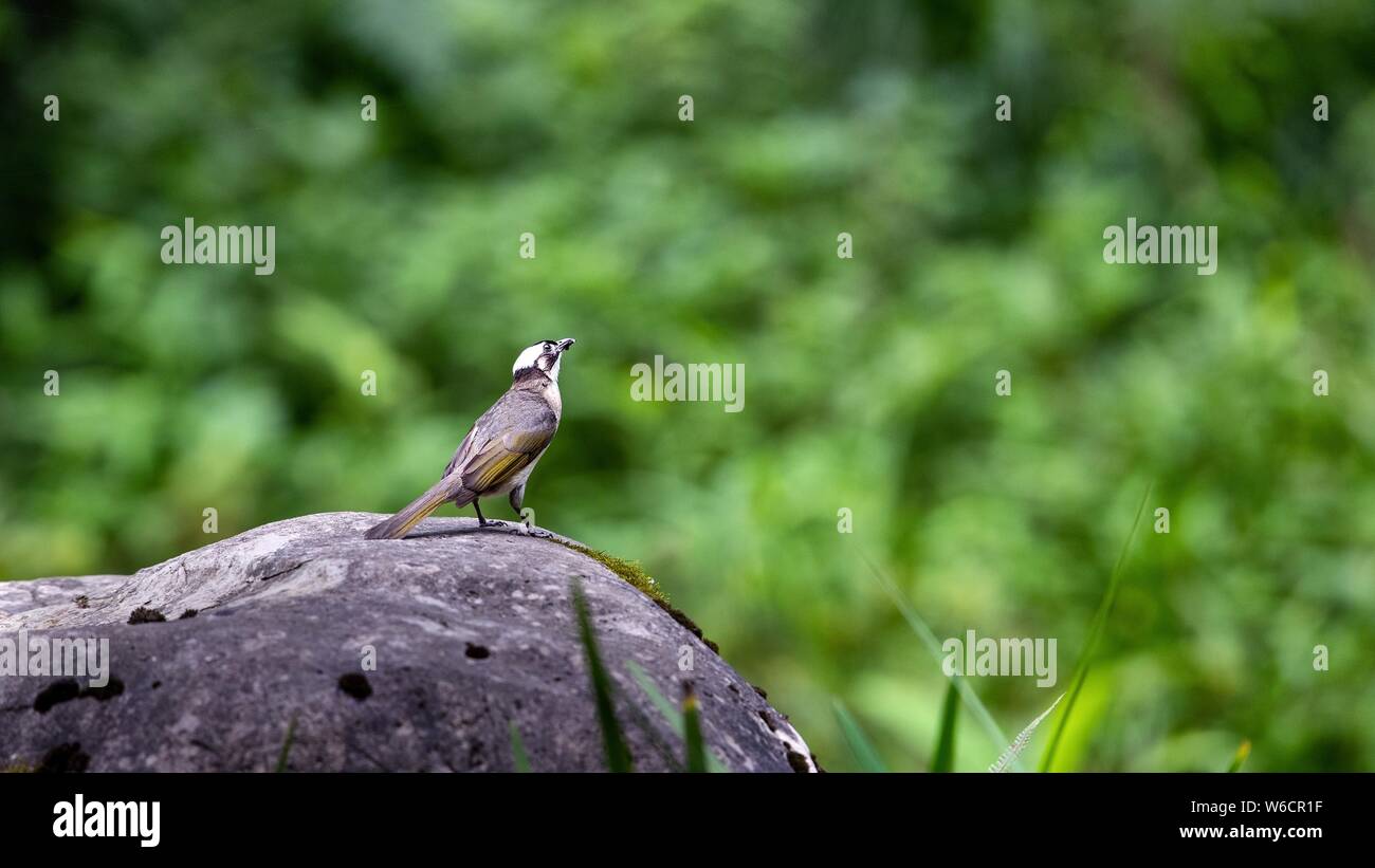 Chongqing, Chongqing, China. 1st Aug, 2019. Chongqing, CHINA-August 1 ...